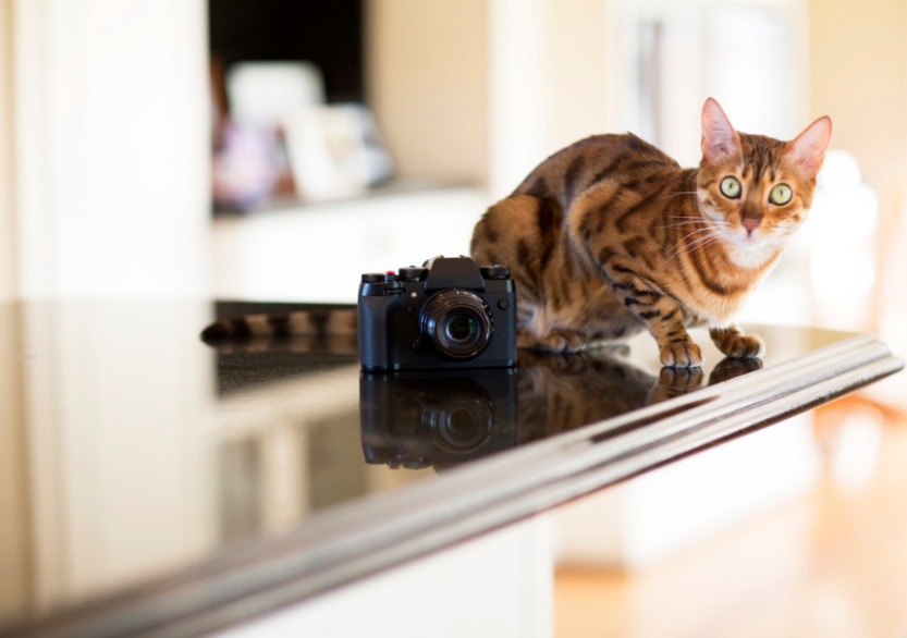 Comment choisir une caméra pour chat